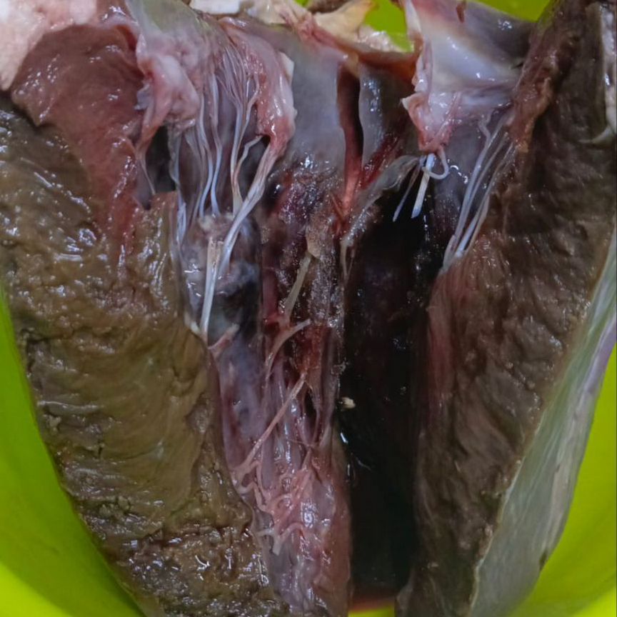 Собака #еда собакам#корм # собакам