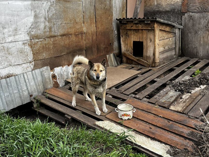 Западно сибирская лайка