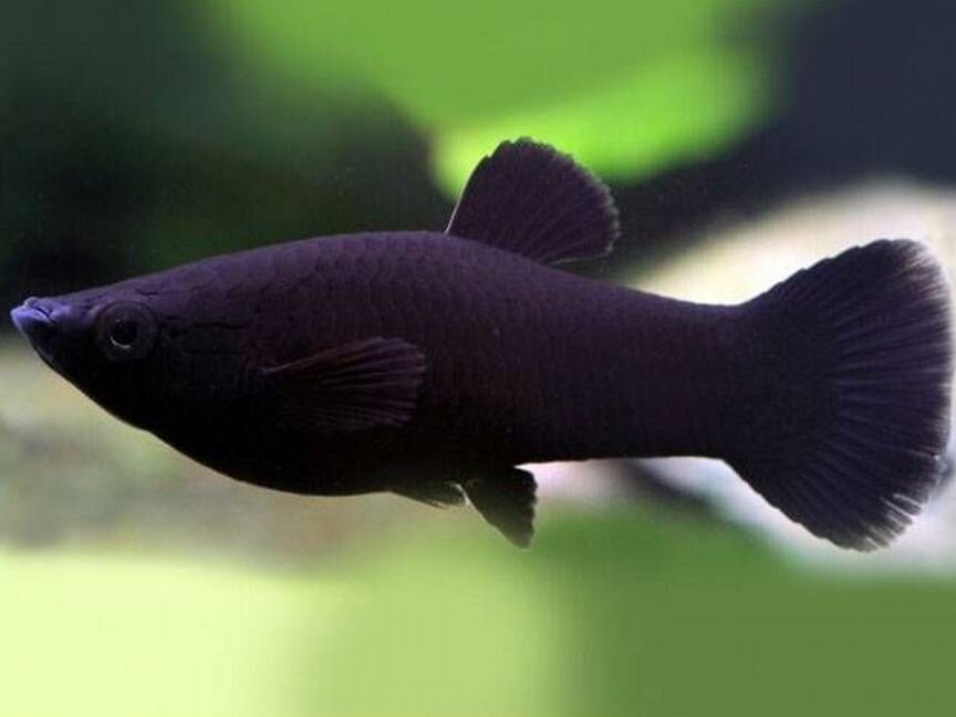 Моллинезия черная