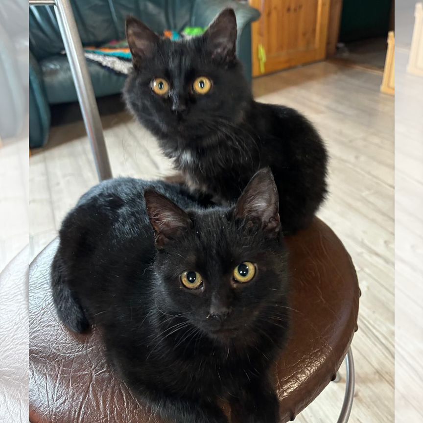 Чёрные котята