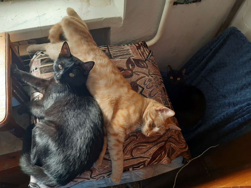 Котята в добрые руки