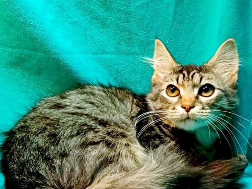 Котенок Кузьма ищет дом