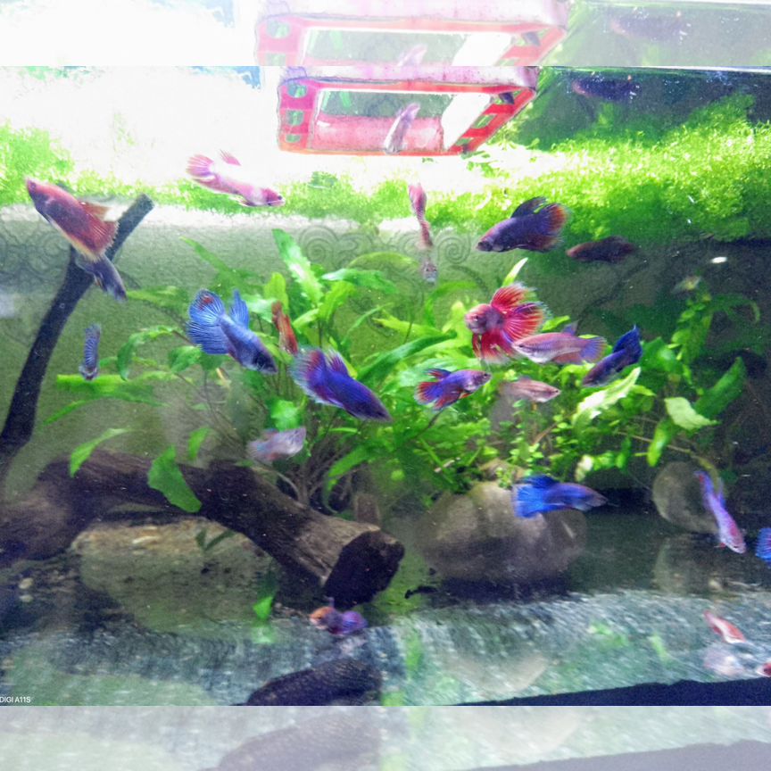 Аквариумные рыбки