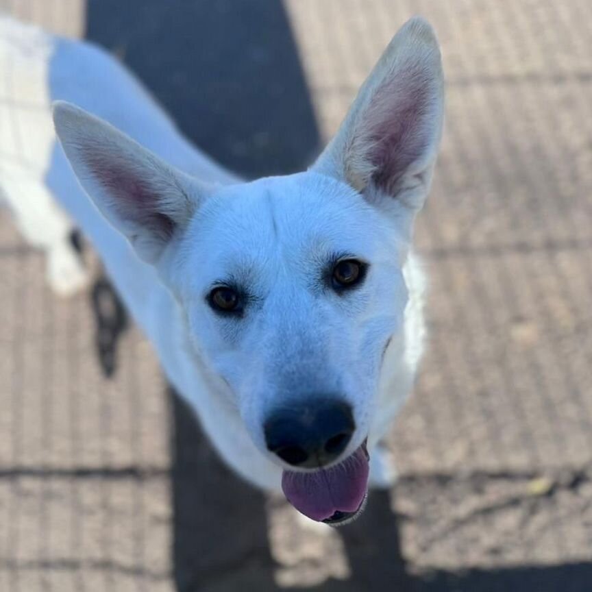 Супра, собака из приюта в добрые руки