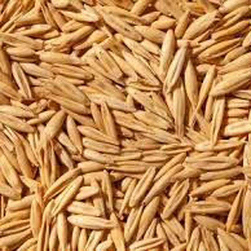 Зелень пророщеная