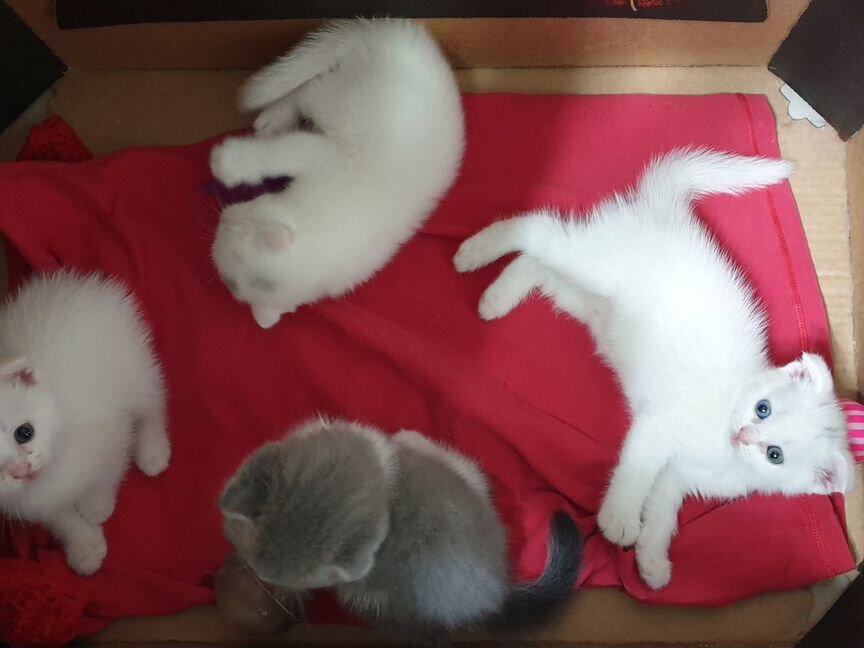 Шотландские котята