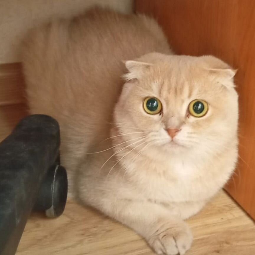 Шотландский лиловый кот вязка