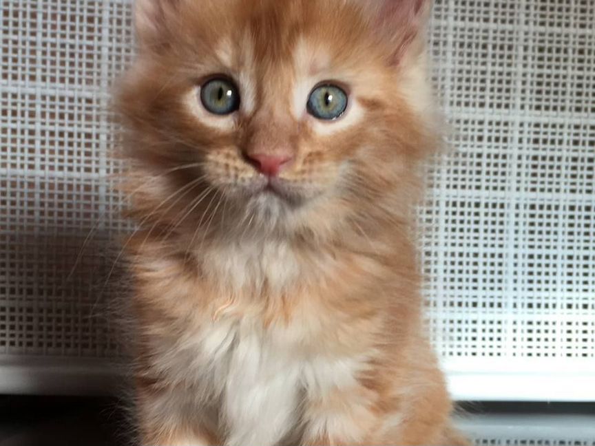 Котик Мейн-кун с документами