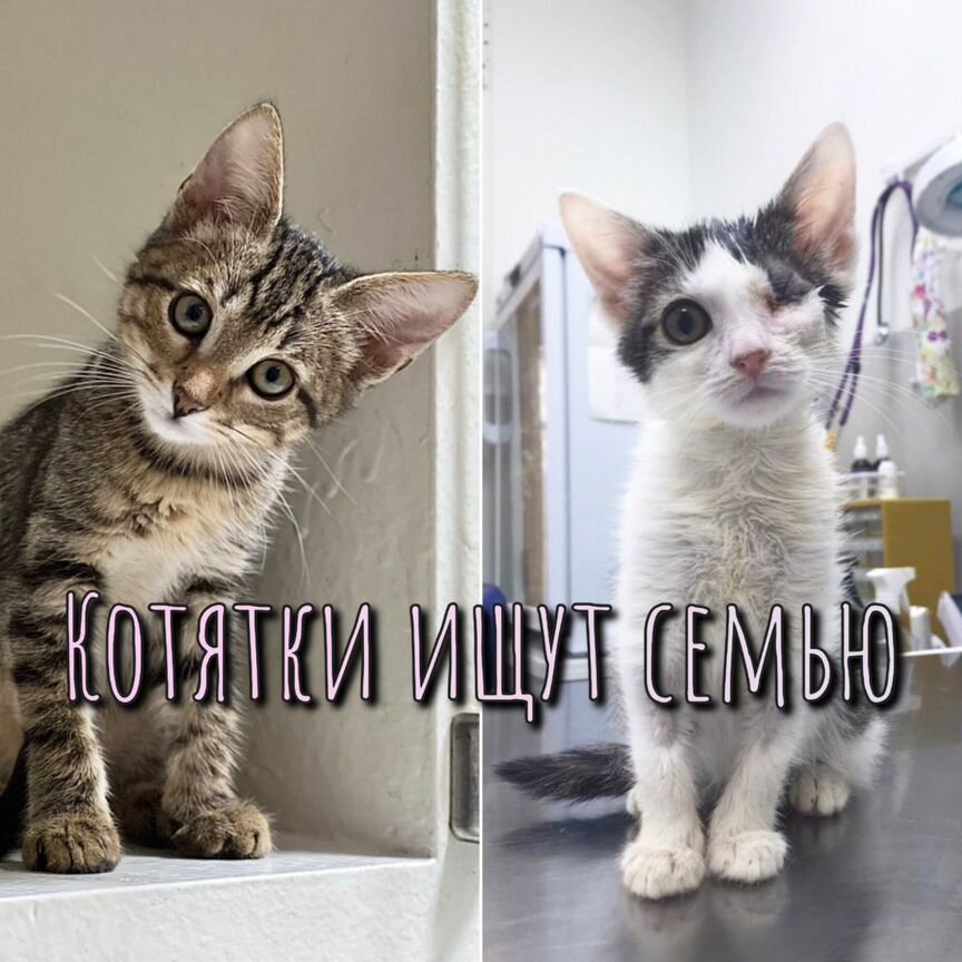 Малышка, котёнок инвалидик, без глазика и братик