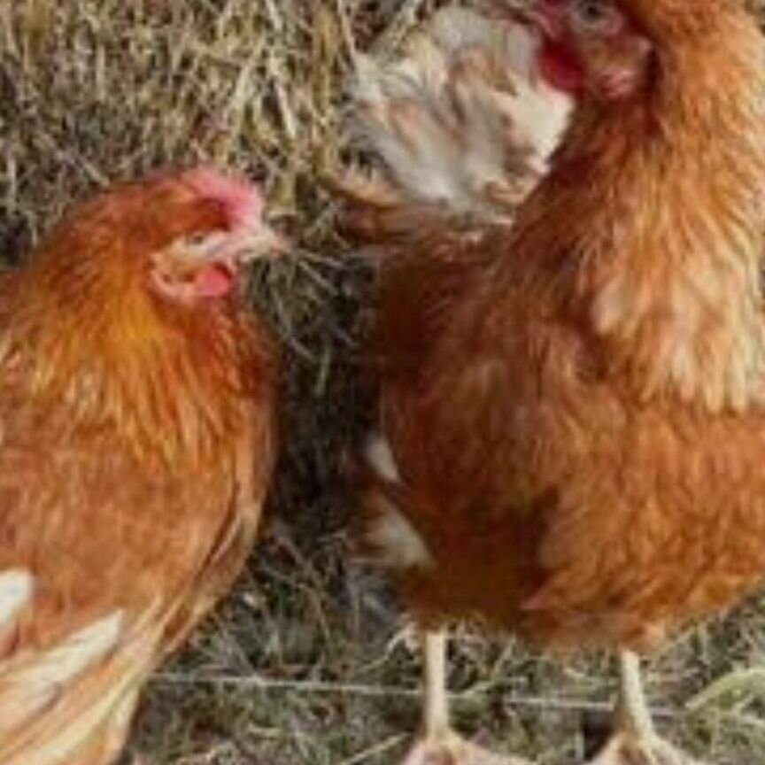 Куры несушки