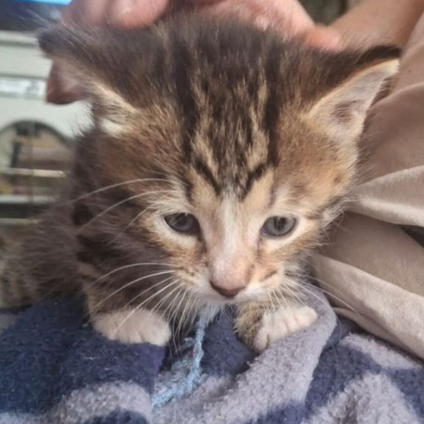 Котёнок в добрые руки