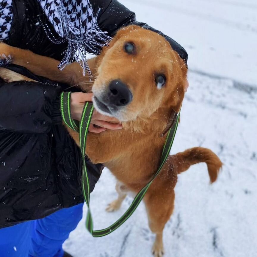 Взрослый пёс в добрые руки