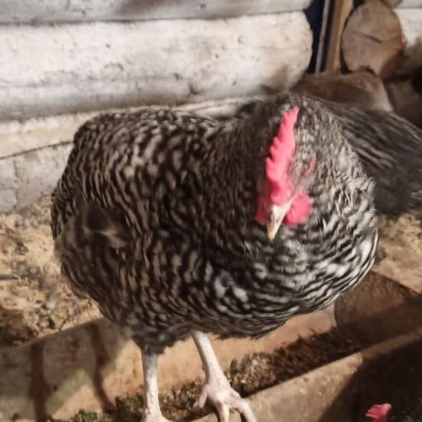 Петухи - Куры. Плимутрок