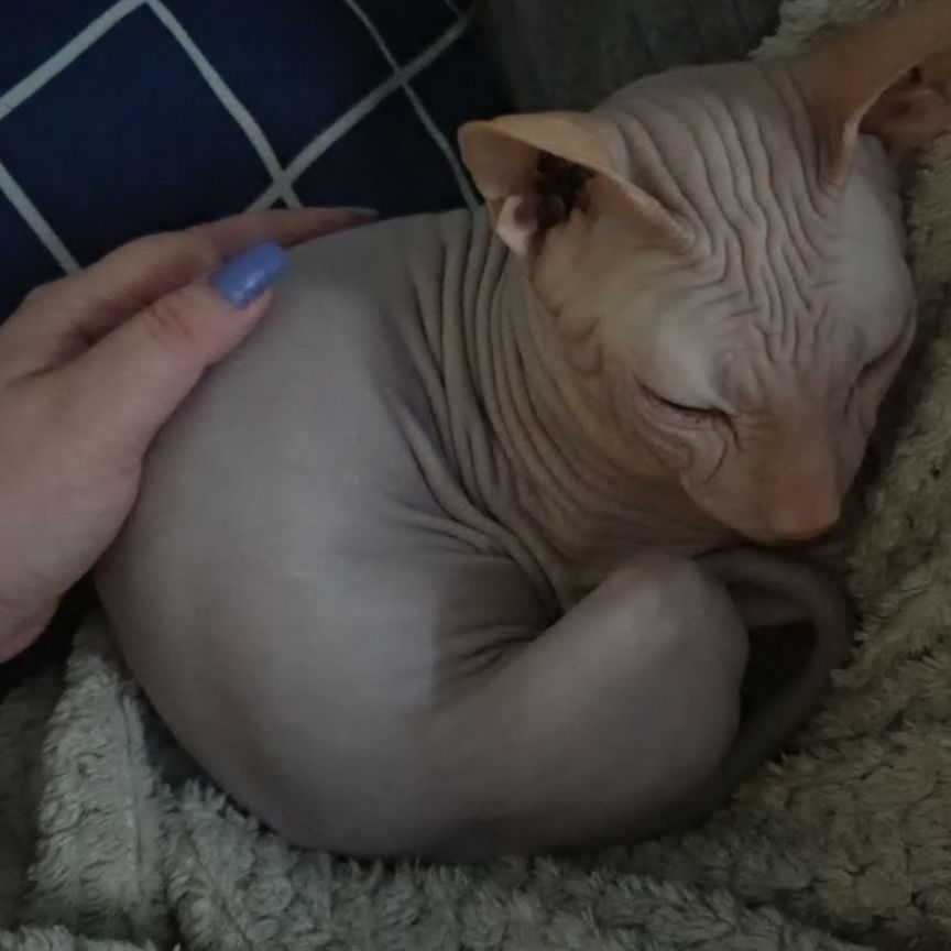 Донской сфинкс, взрослый кот