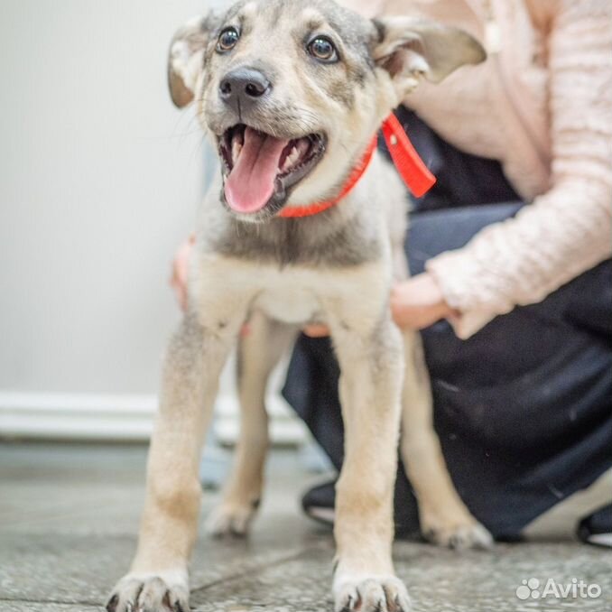 Щенок Фиби в дар