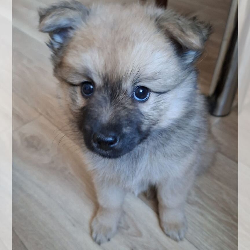 Вольфшпиц, щенок