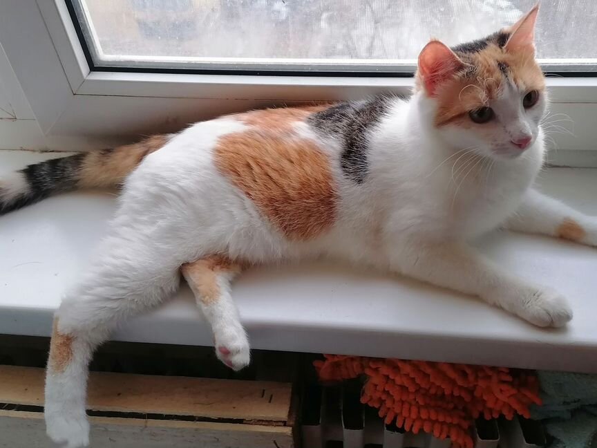 Кошечка в добрые руки