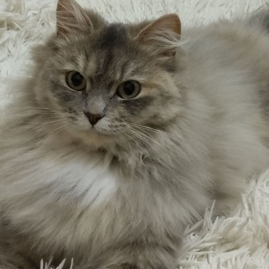 Сибирская кошка и кот сиамский метис