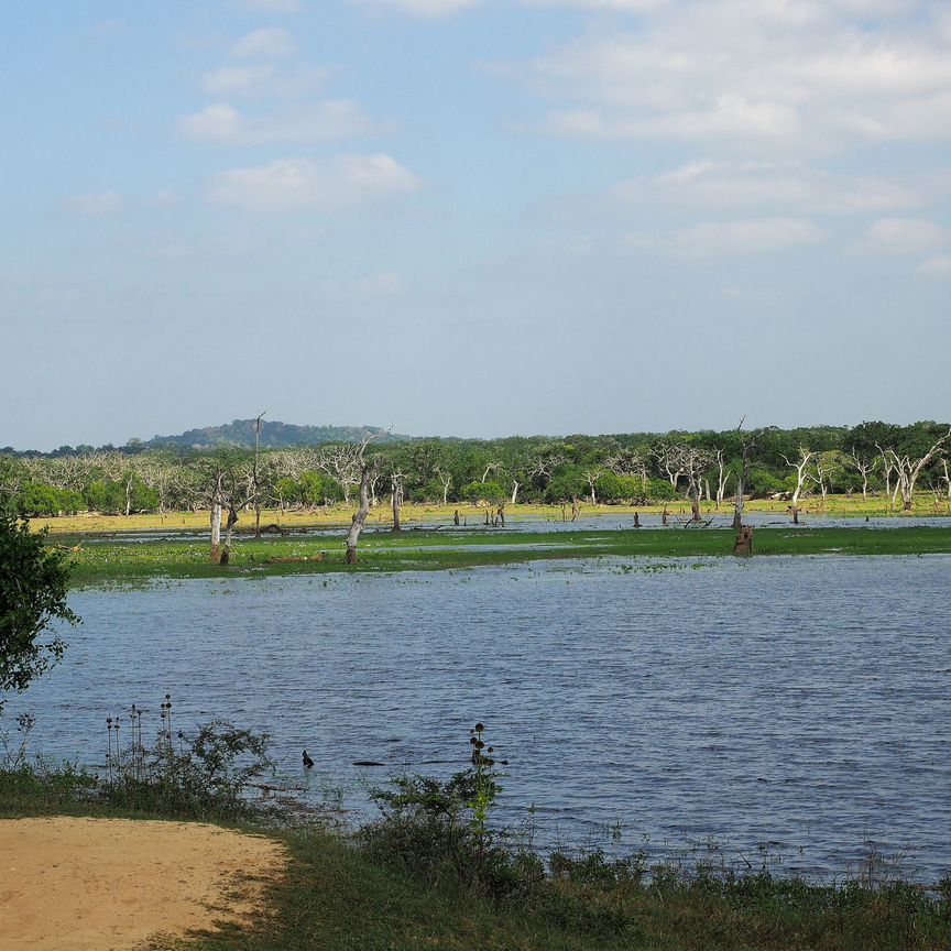 Продаю анциструсов чёрных и креветок вишня