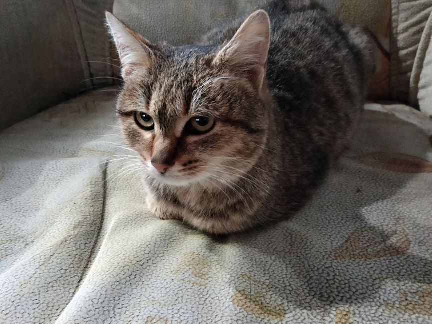 Кошка