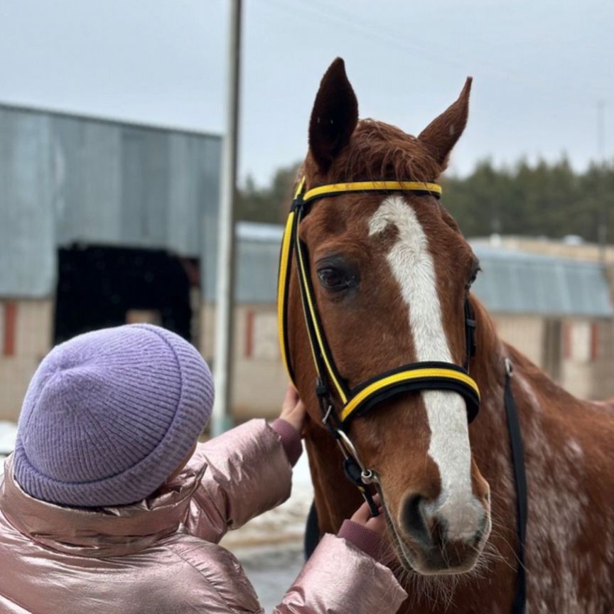 Уздечка для лошади