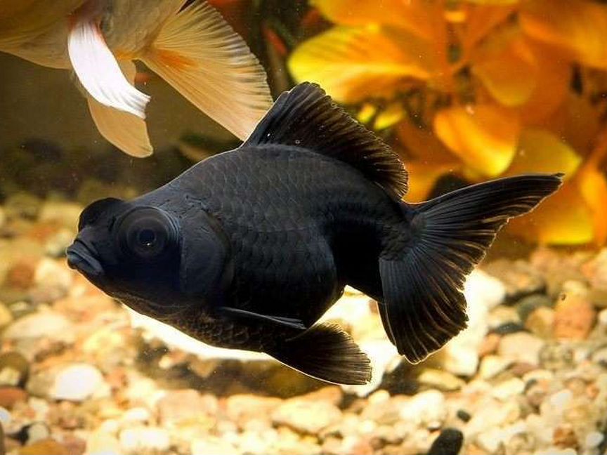 Телескопы чёрные и каметы вуалевые молодь. Оранды