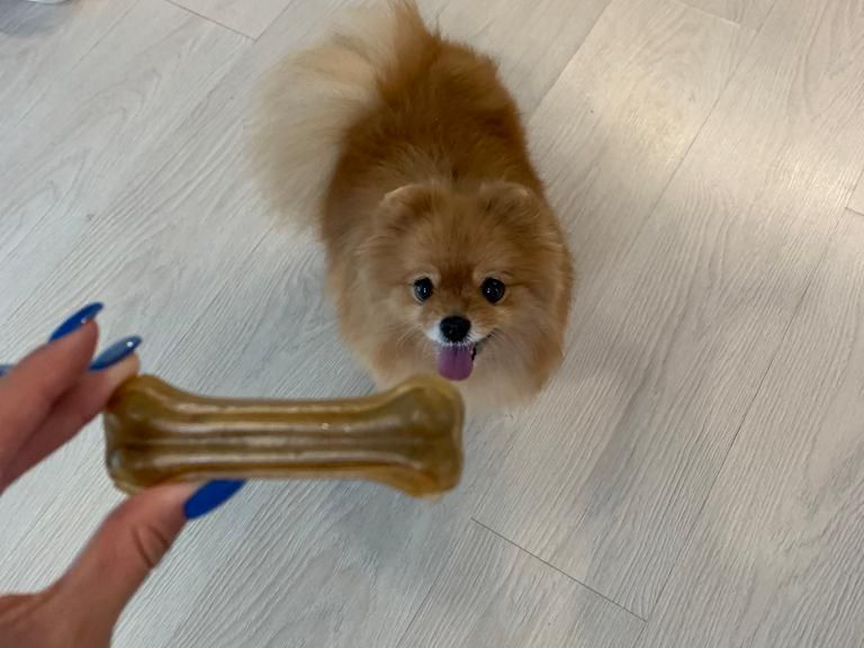 Померанского шпица отдам