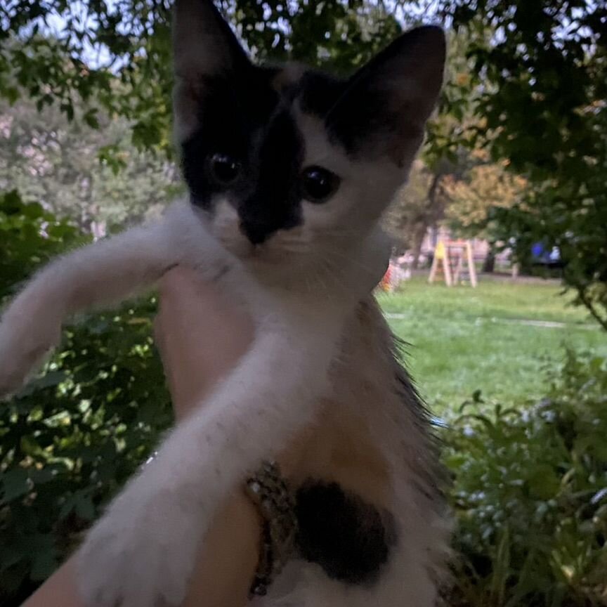 Котята в добрые руки даром бесплатно