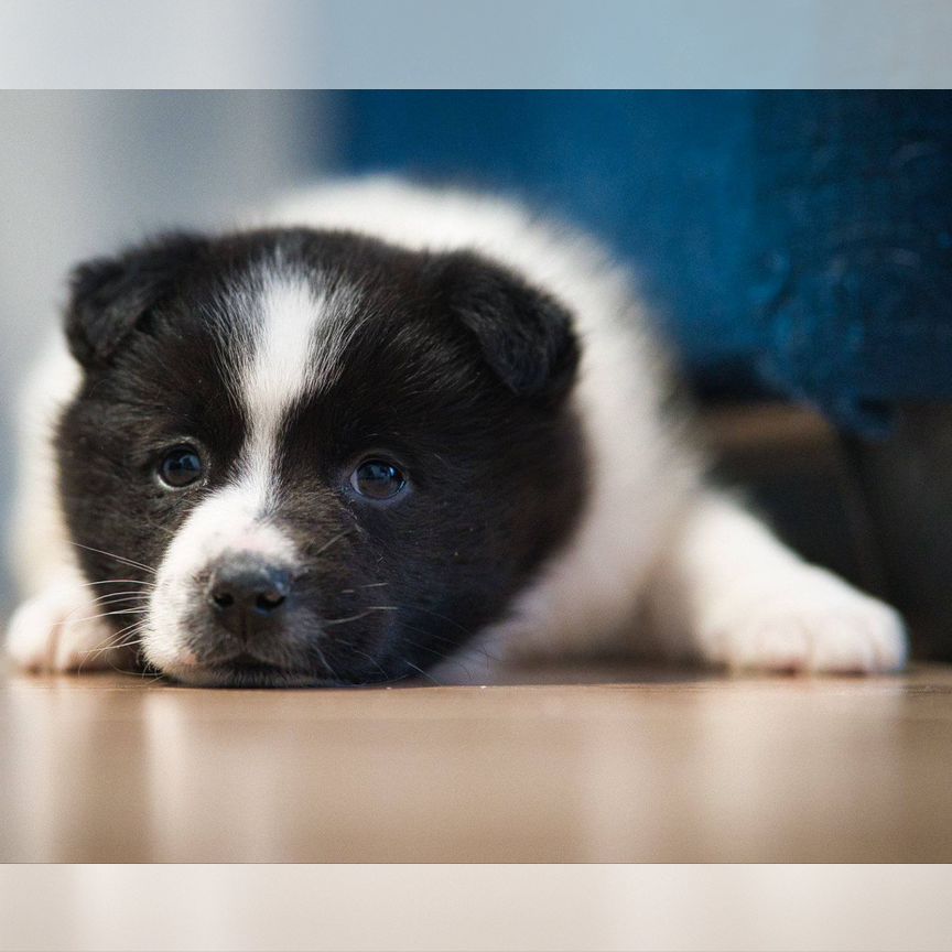 Щенок в добрые руки