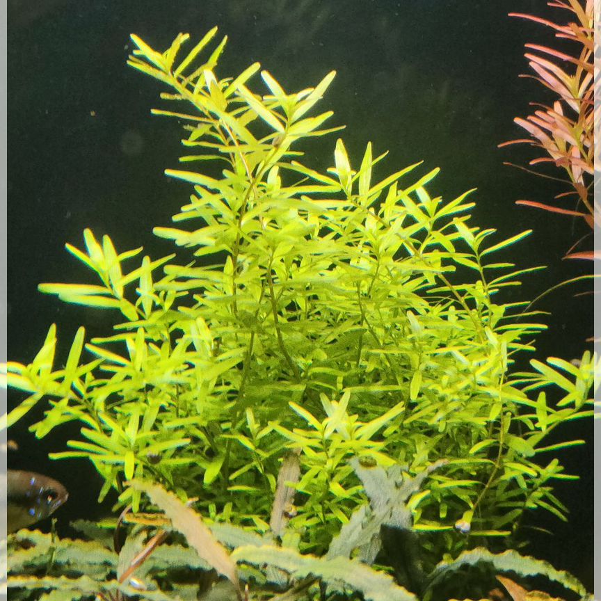 Аквариумные растения