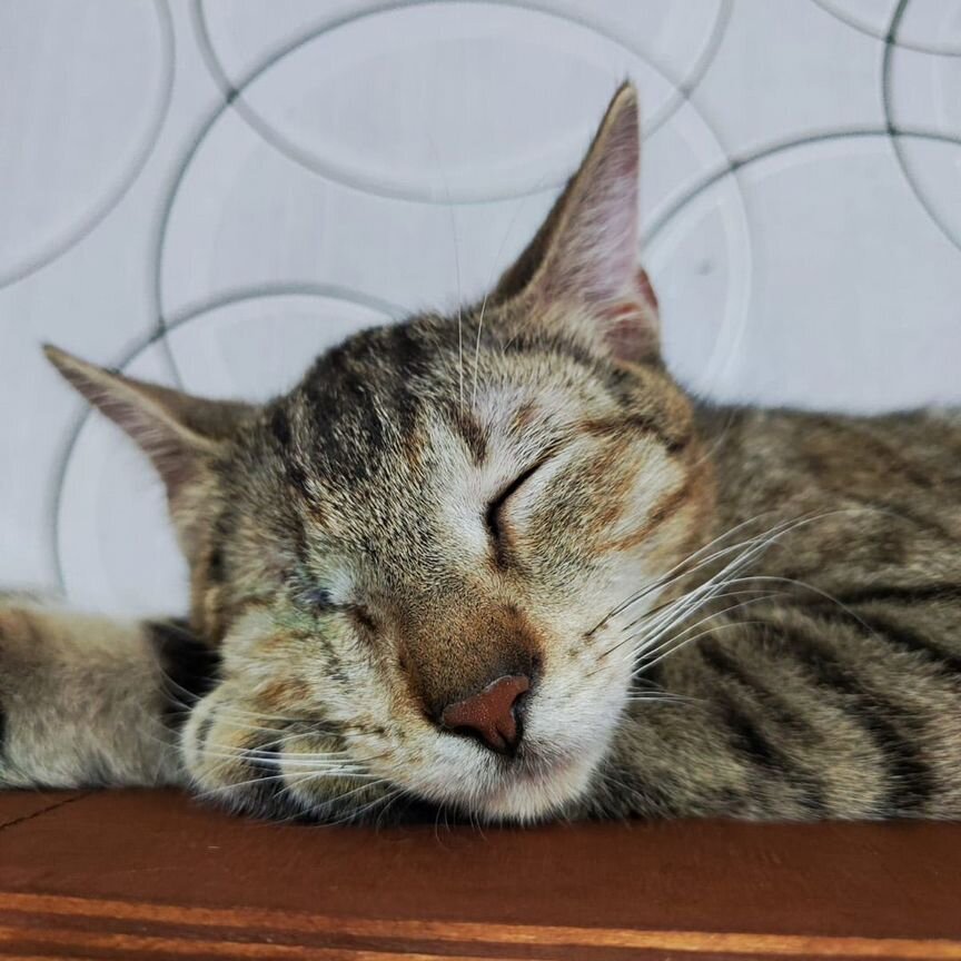 Супер котенок ищет дом