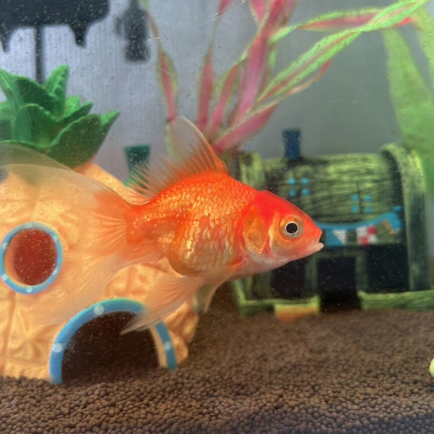 Золотая рыбка обмен