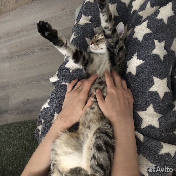 Рыся-самый ласковый котик