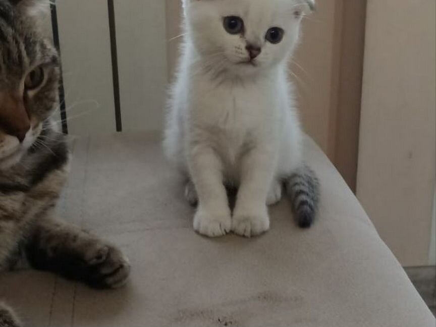 Красивейшего окраса котенок
