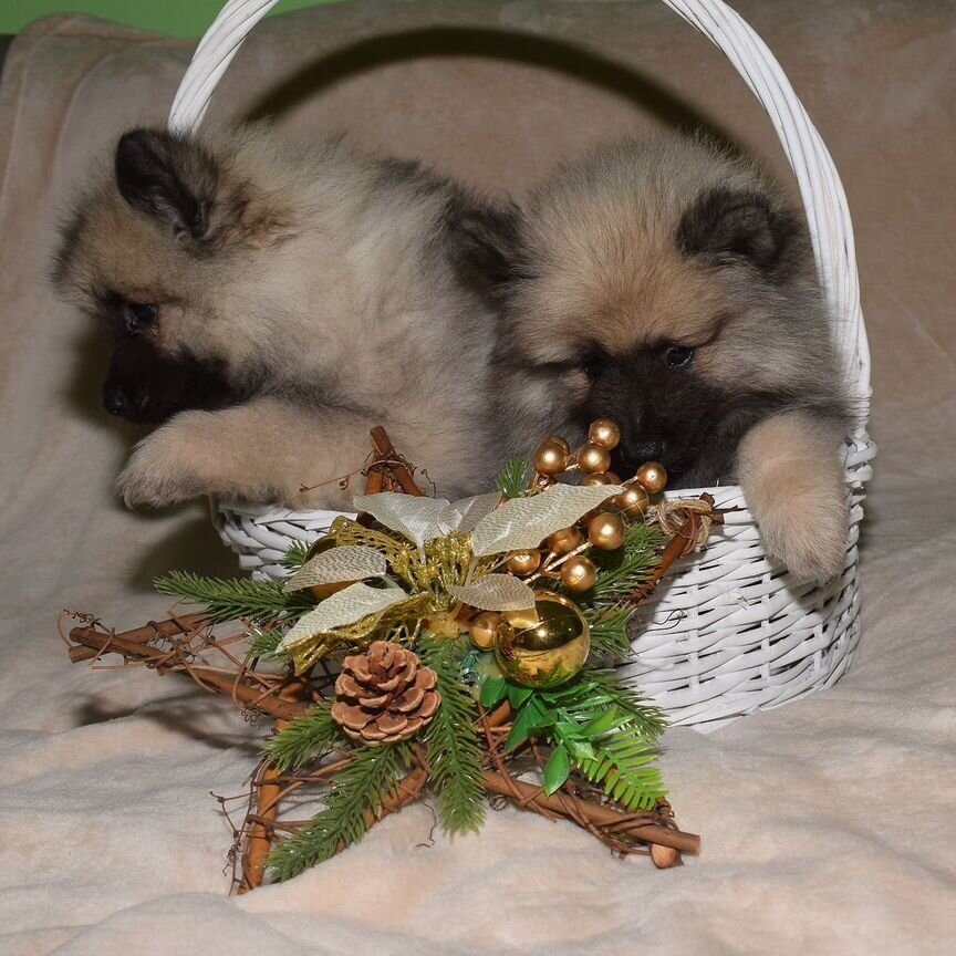 Щеночки кеесхонда