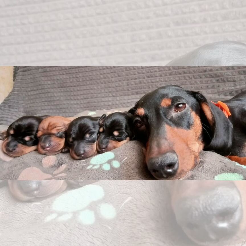 Такса, щенок