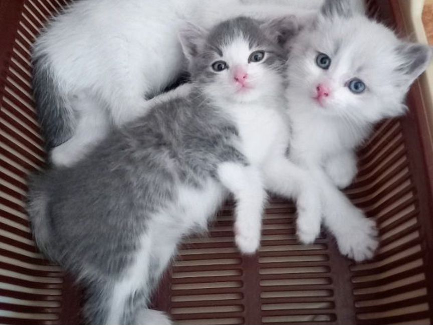 Котята 1мес