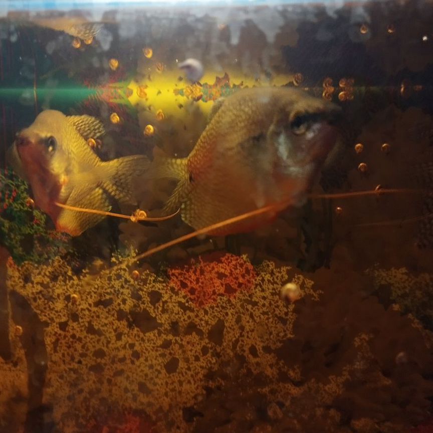 Аквариумные рыбки гурами