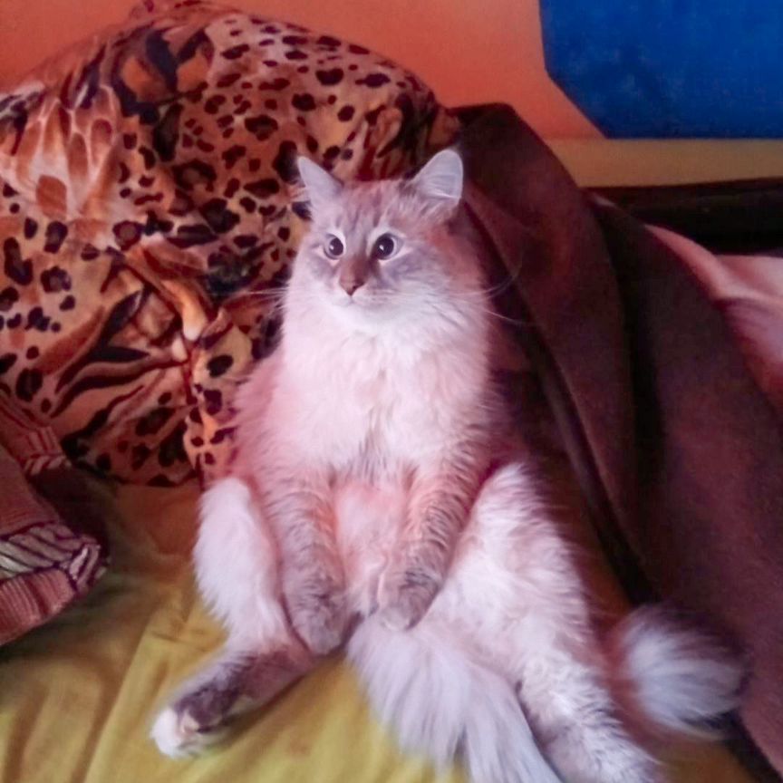 Вязка кот невский маскарадный