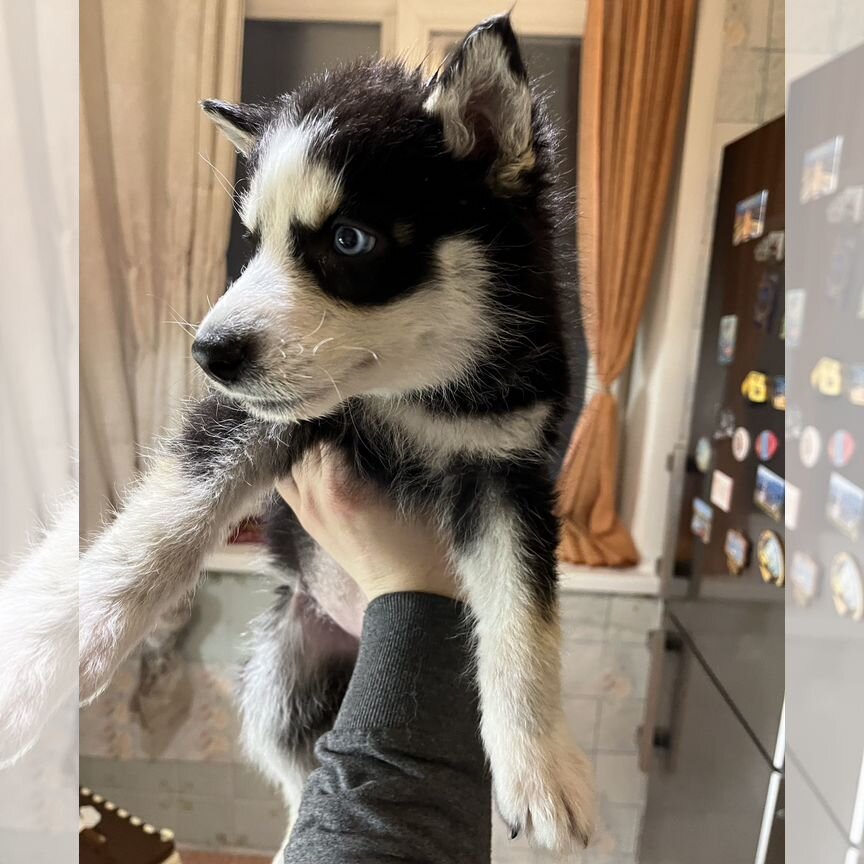 Сибирский хаски, щенок