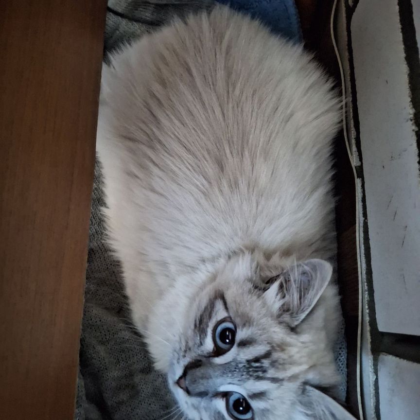 Голубоглазый котик ищет дом