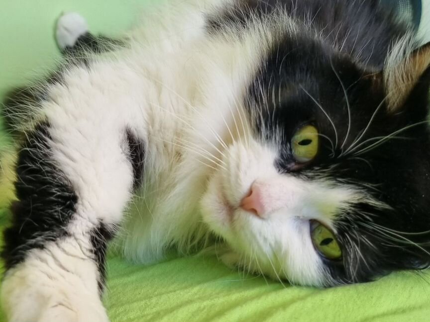 Кошка с приданным(корм, наполнитель)