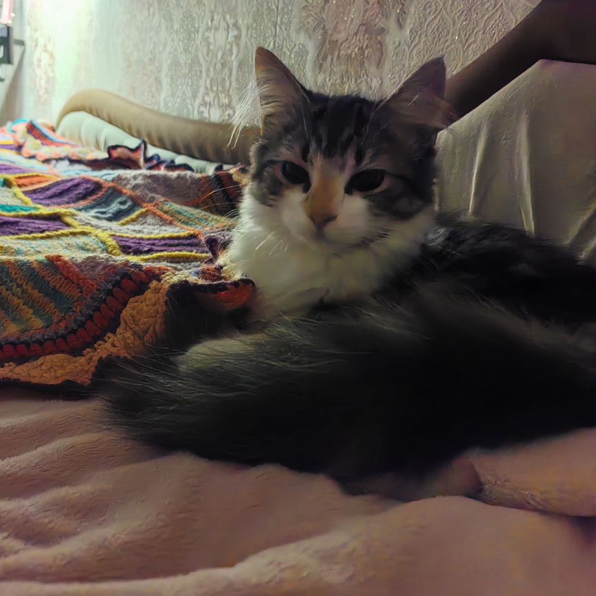 Кошки в добрые руки