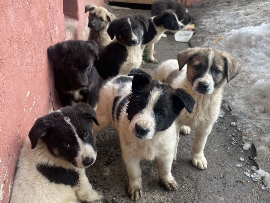 Собака в добрые руки щенок