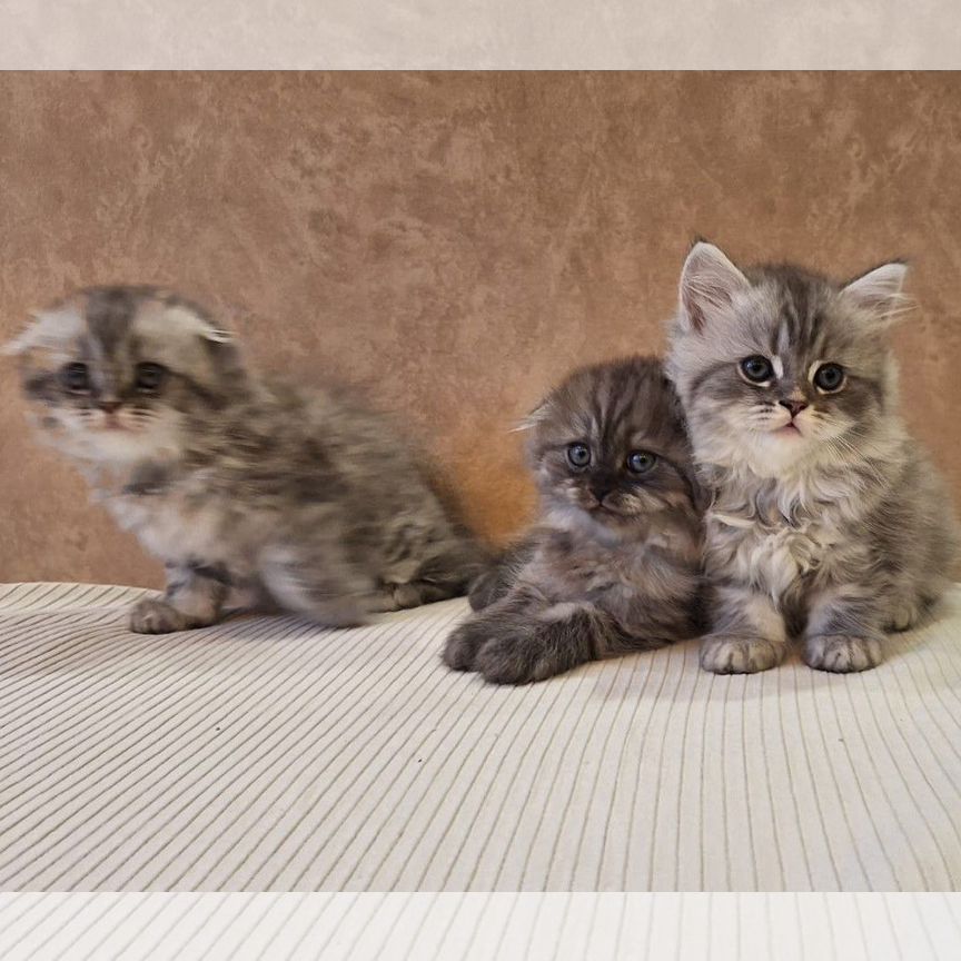 Персидский котёнок