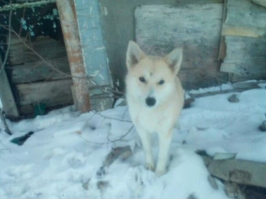 Собака в добрые руки