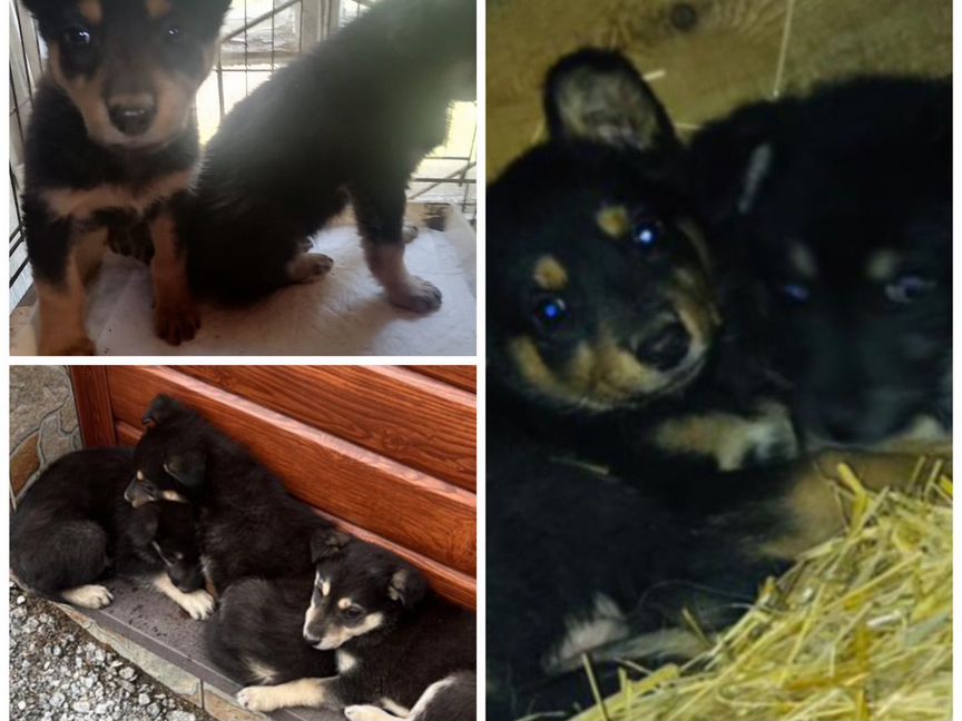 Щеночки ищут ответственных хозяев