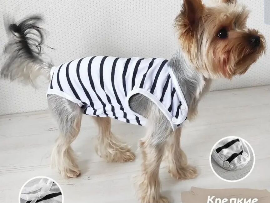 Боди для собак во время течки