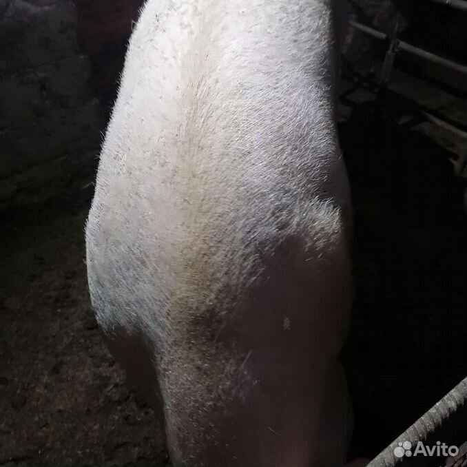 Продаю хряка