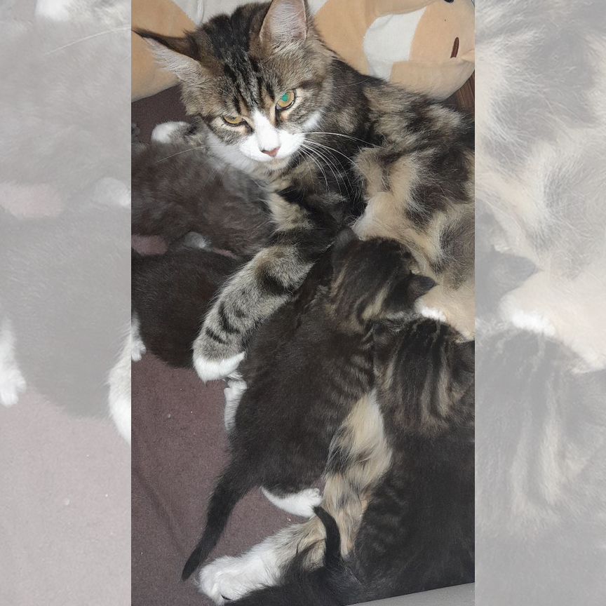 Котята мейн-кун